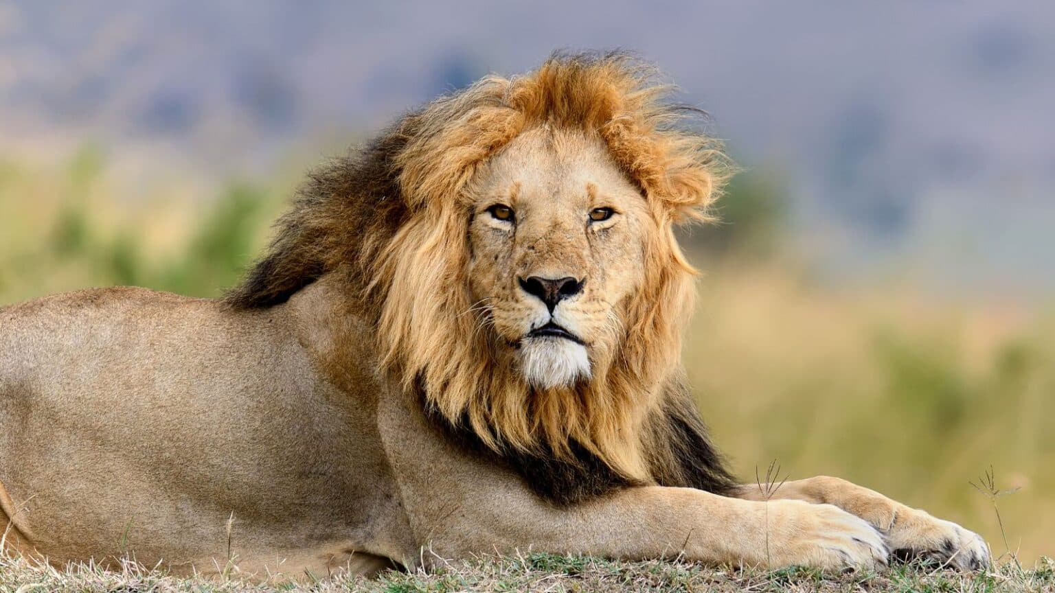 Lion Looking at Camera by Byrdyak from Getty Images Pro via canva ...